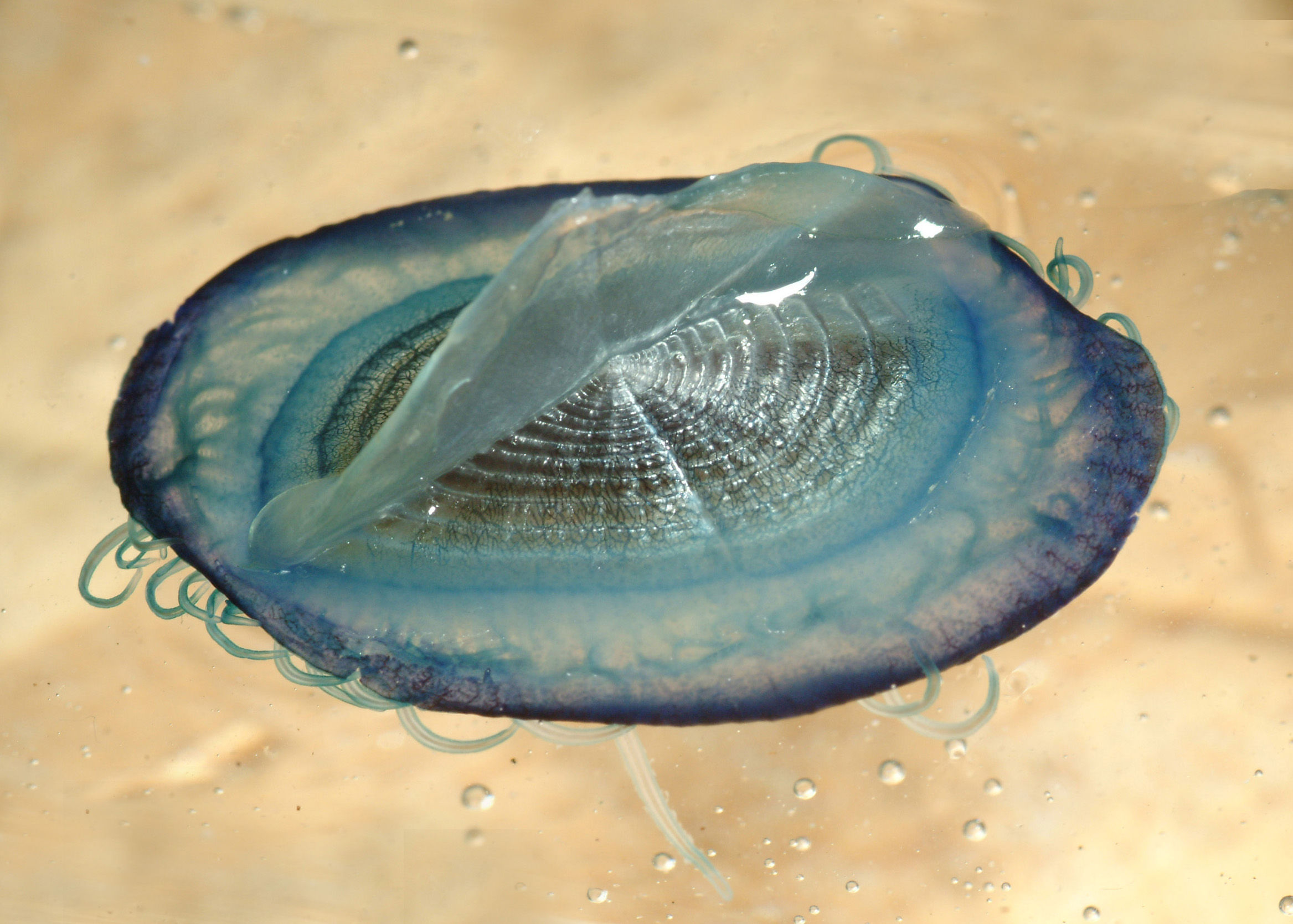 Great Barrier Reef Invertebrates Habitats Subtropical Coast